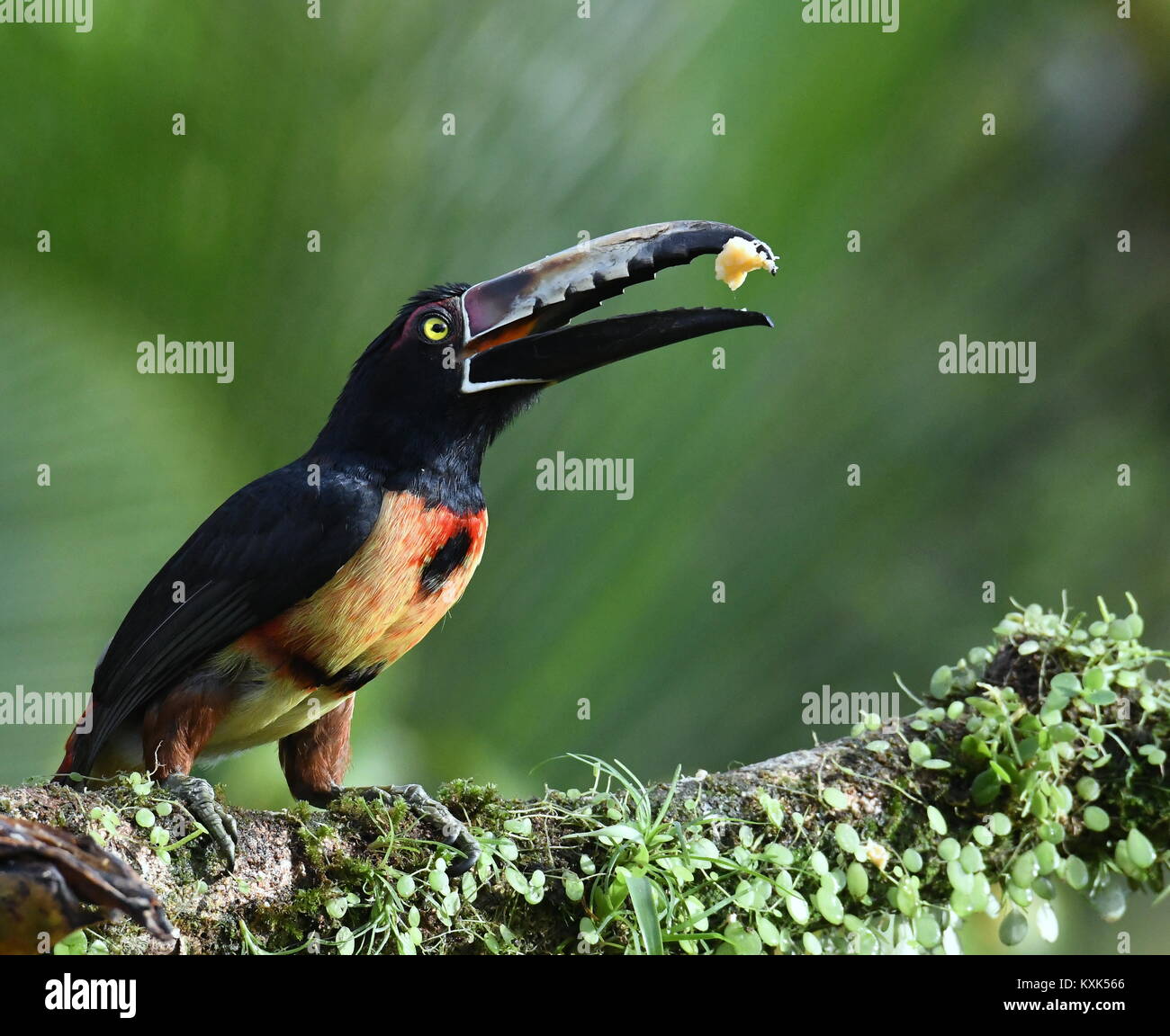 Collared Aracari (Pteroglossus torquatus) demonstrates how it eats food ...