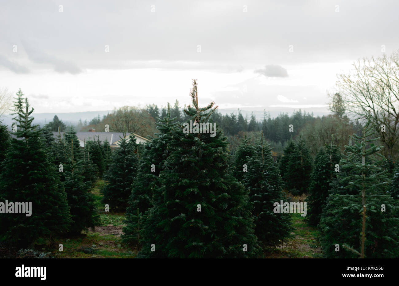 Growing christmas trees hi-res stock photography and images - Alamy