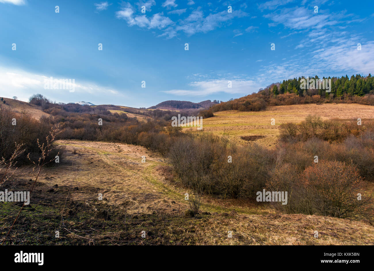 spruce forest on top of a hill in springtime. slopes without grass and ...