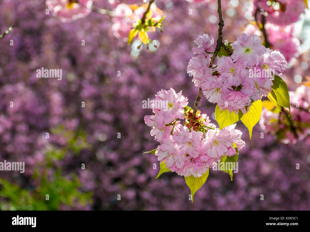 pink flowers on the branches of Japanese sakura blossomed in garden in ...