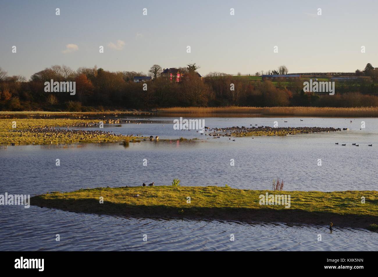 Exe estuary rspb reserve hi-res stock photography and images - Alamy Exe estuary rspb reserve hi-res stock photography and images - Alamy
