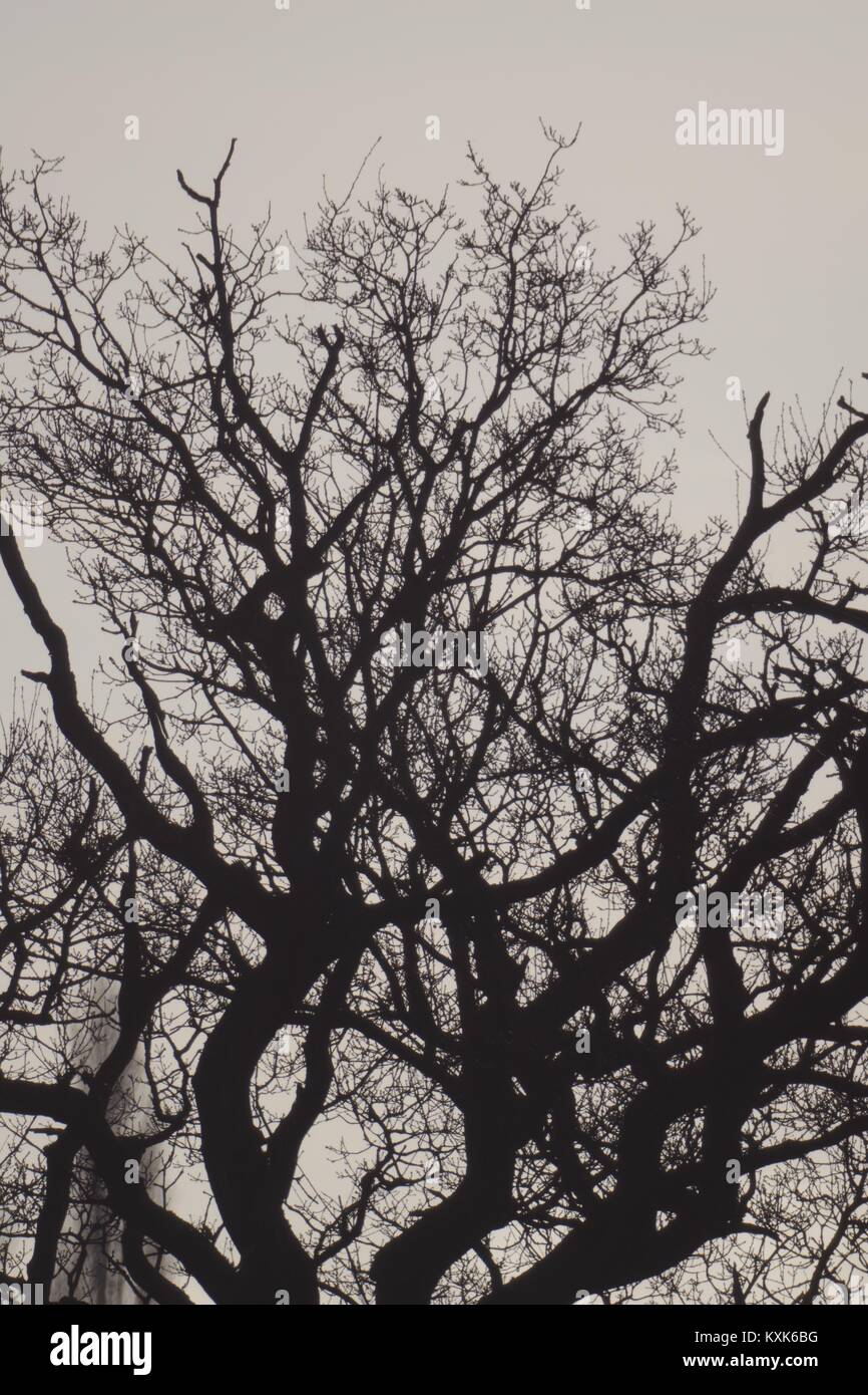 Gnarled Skeleton of an English Oak Tree in Winter. Bowling Green Marsh ...