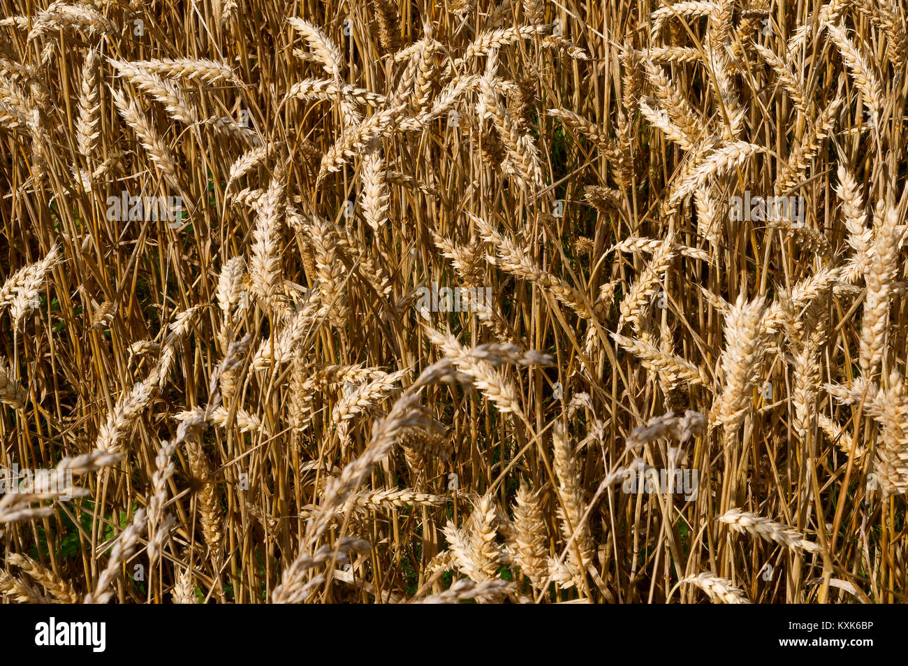 agricultural land, field crops, wheat field Stock Photo - Alamy