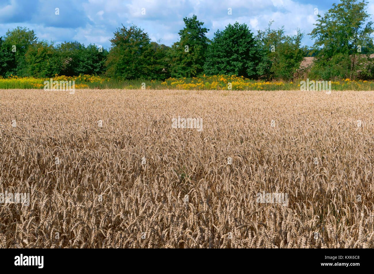 agricultural land, field crops, wheat field Stock Photo - Alamy
