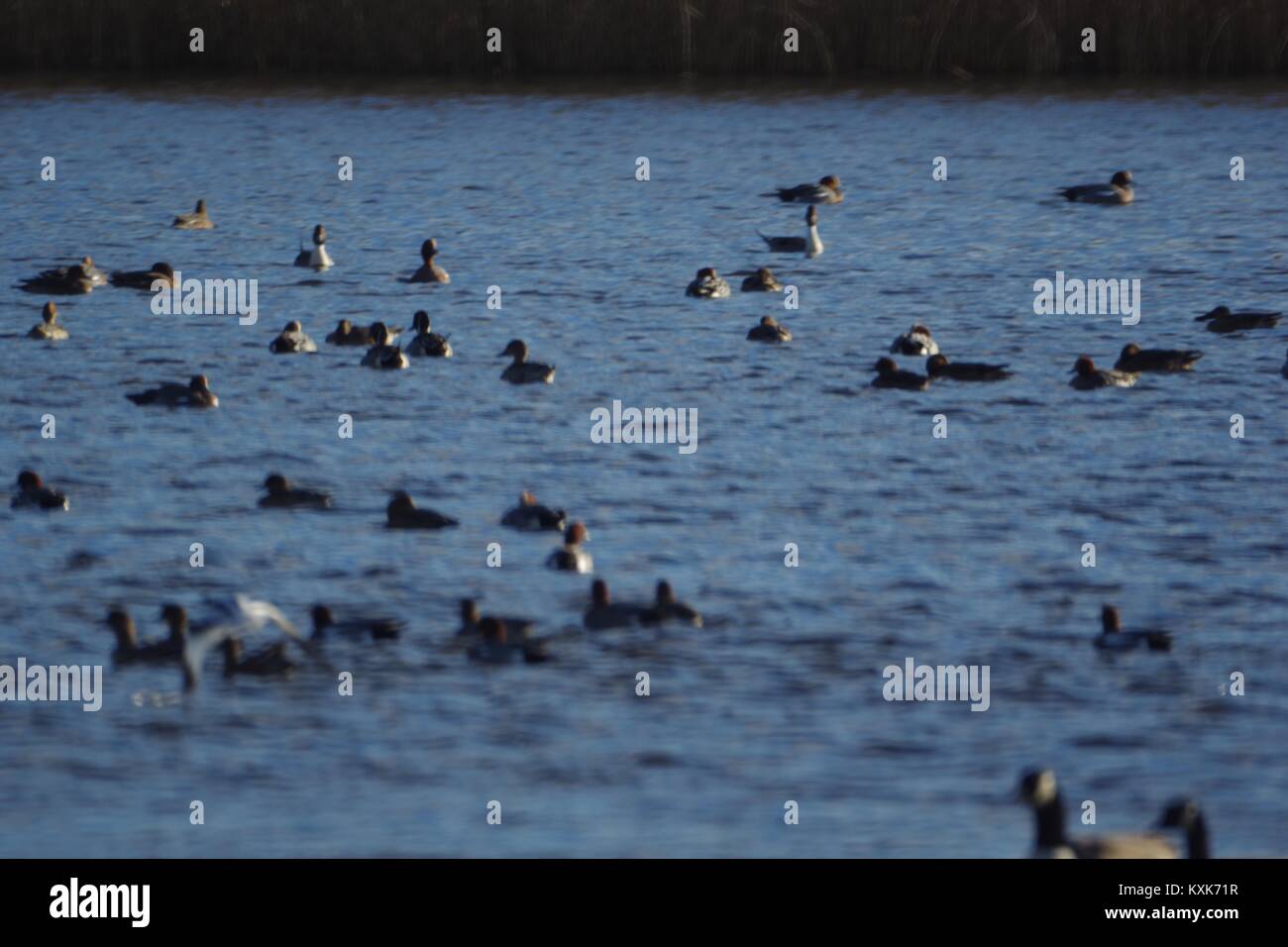 Exe estuary rspb reserve hi-res stock photography and images - Alamy