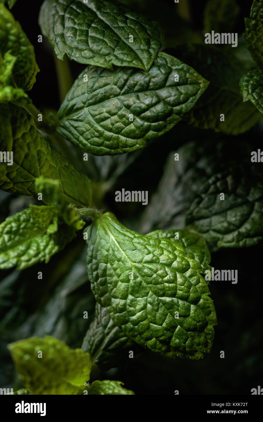 Peppermint . Bunch of fresh green organic mint leaf closeup. Selective ...
