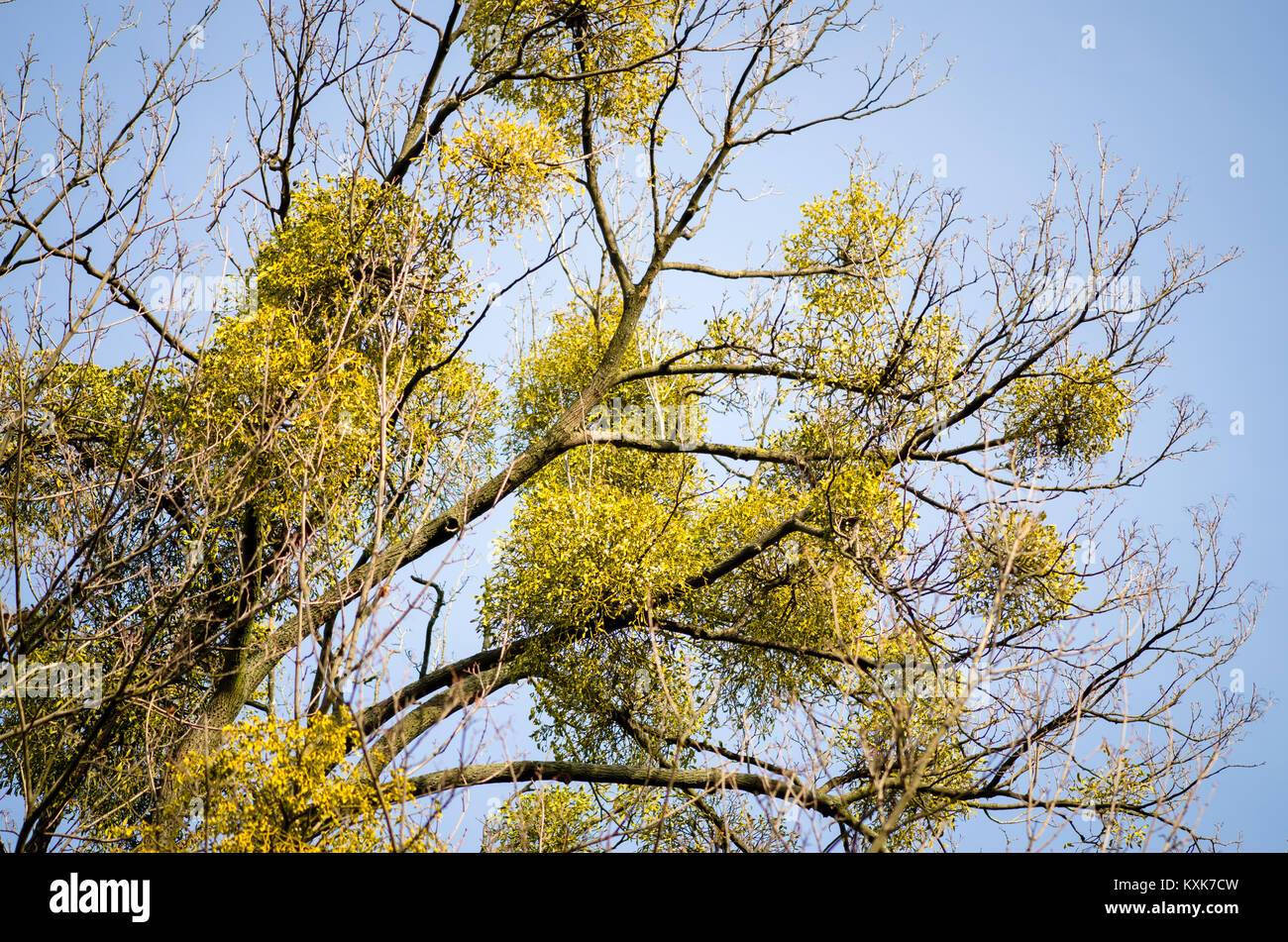 green clusters of mistletoe on a tree Stock Photo - Alamy