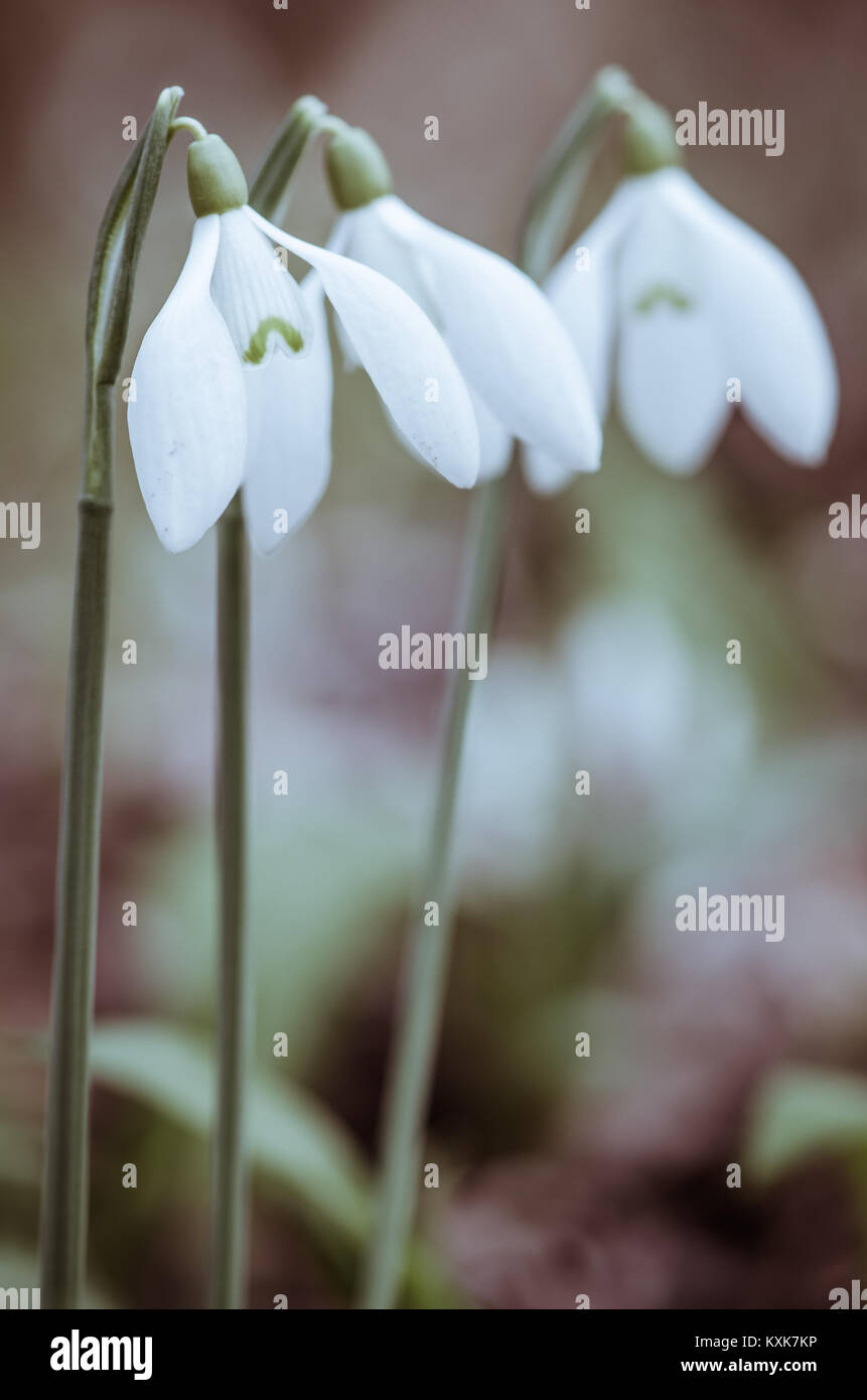 Three tone flower hi-res stock photography and images - Alamy