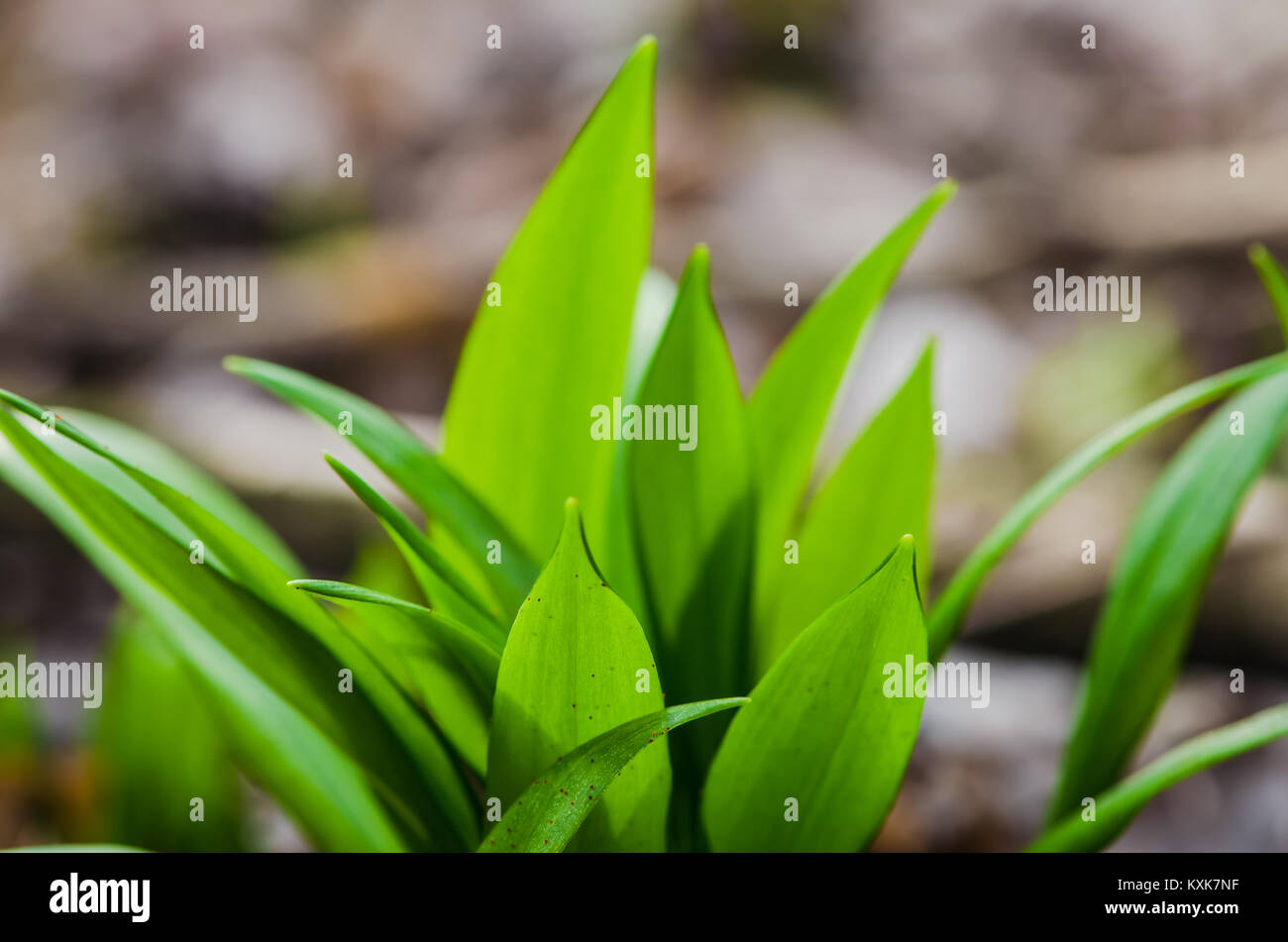 green wild garlic leaves detail Stock Photo - Alamy