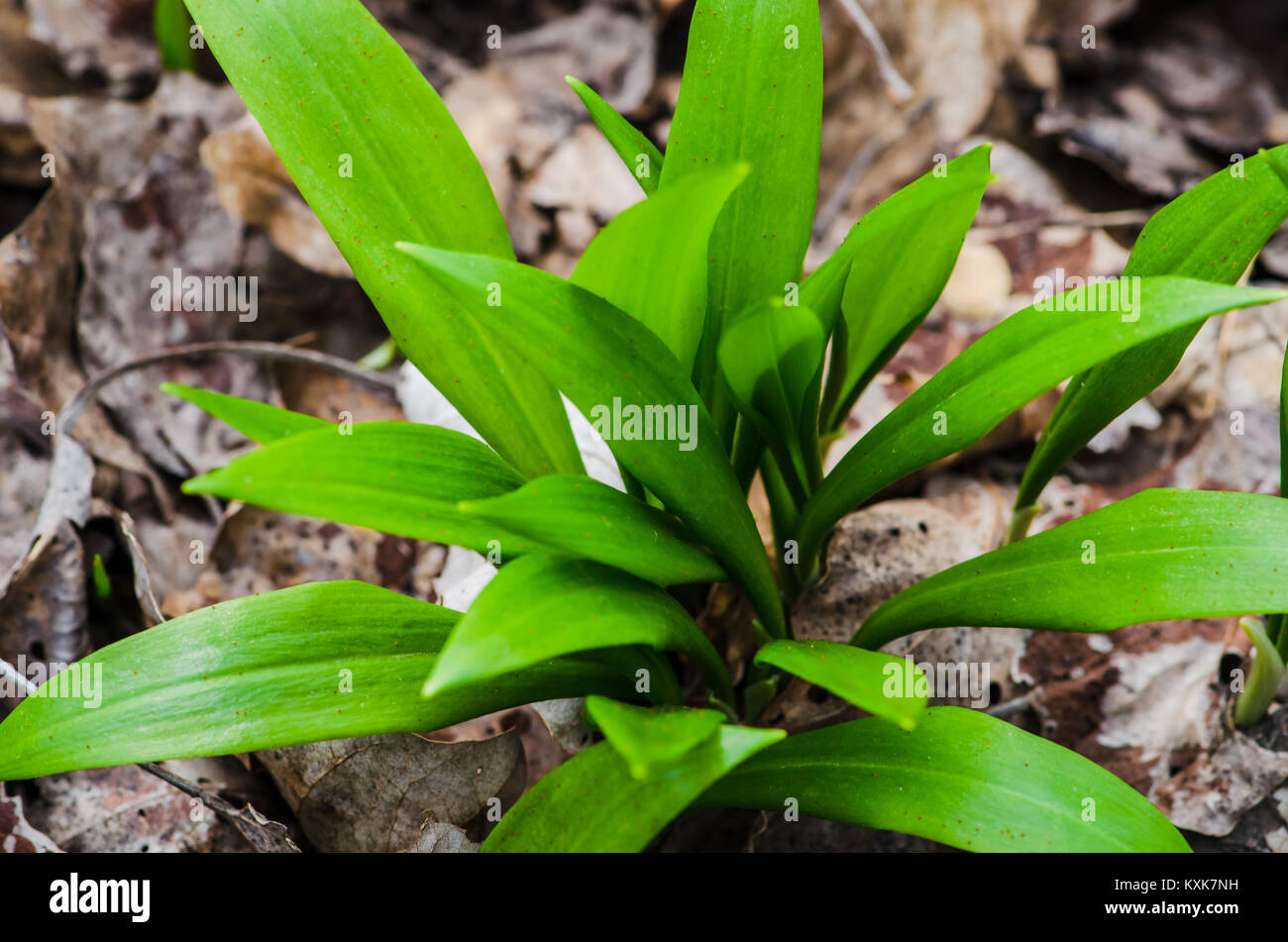 green wild garlic leaves detail Stock Photo - Alamy