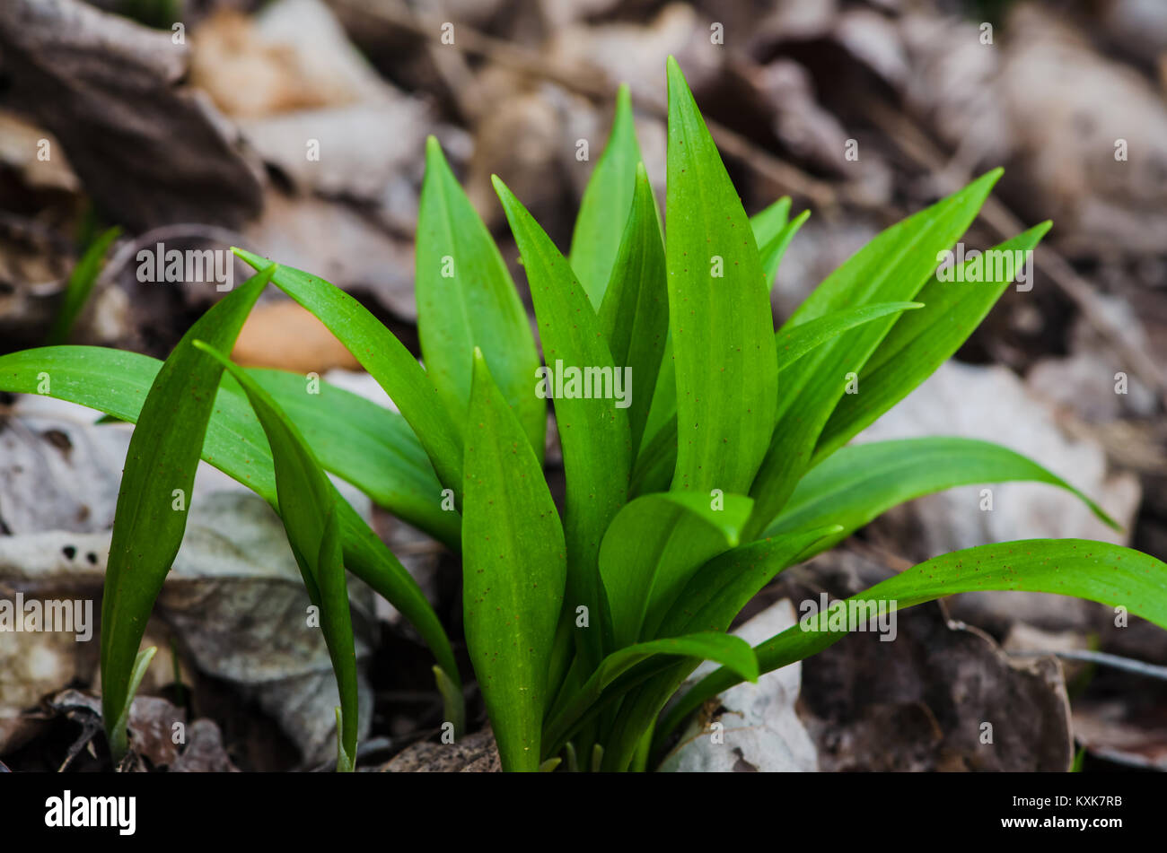 green wild garlic leaves detail Stock Photo - Alamy