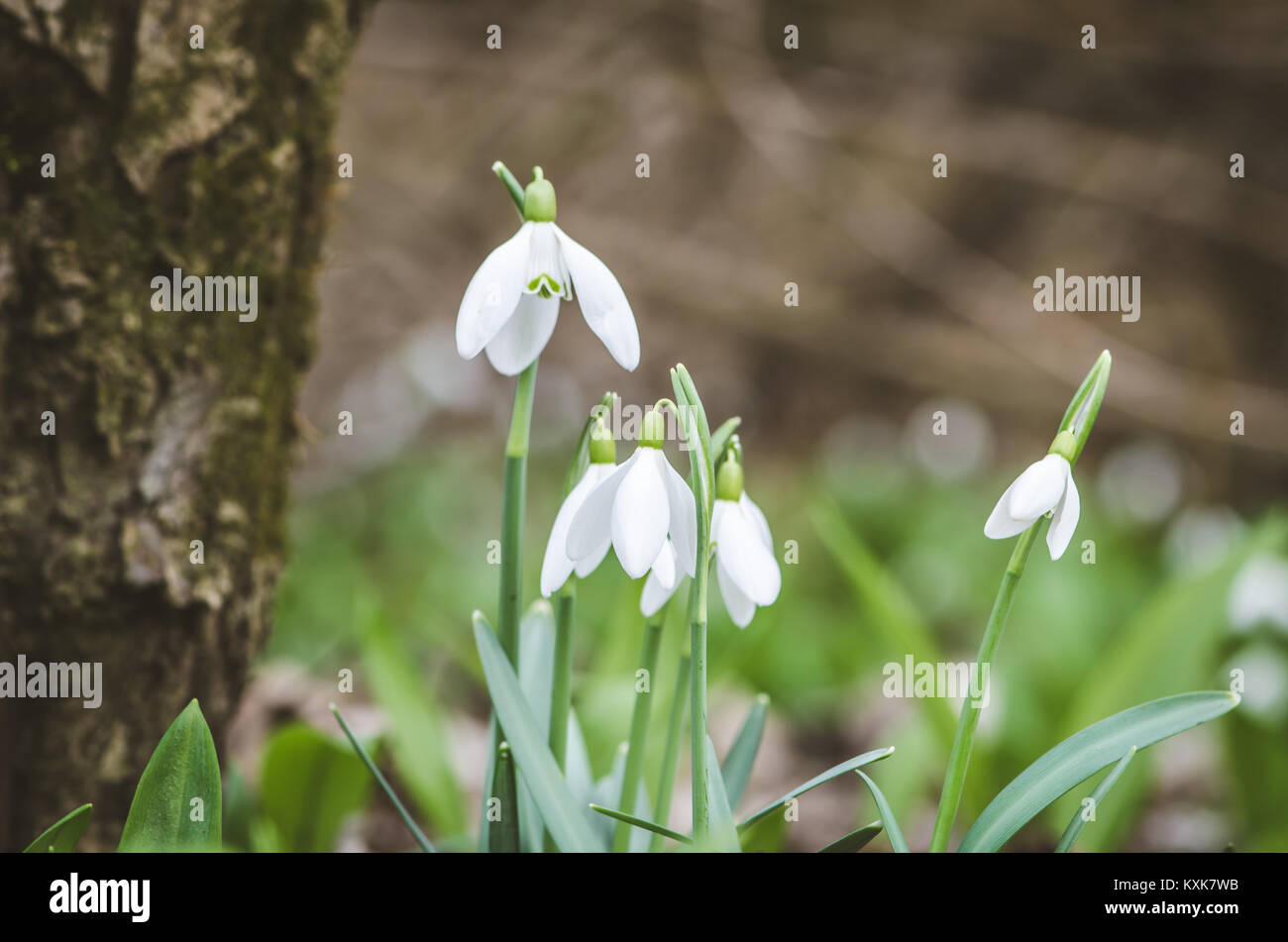 beautiful white snowdrop flowers in forest Stock Photo - Alamy