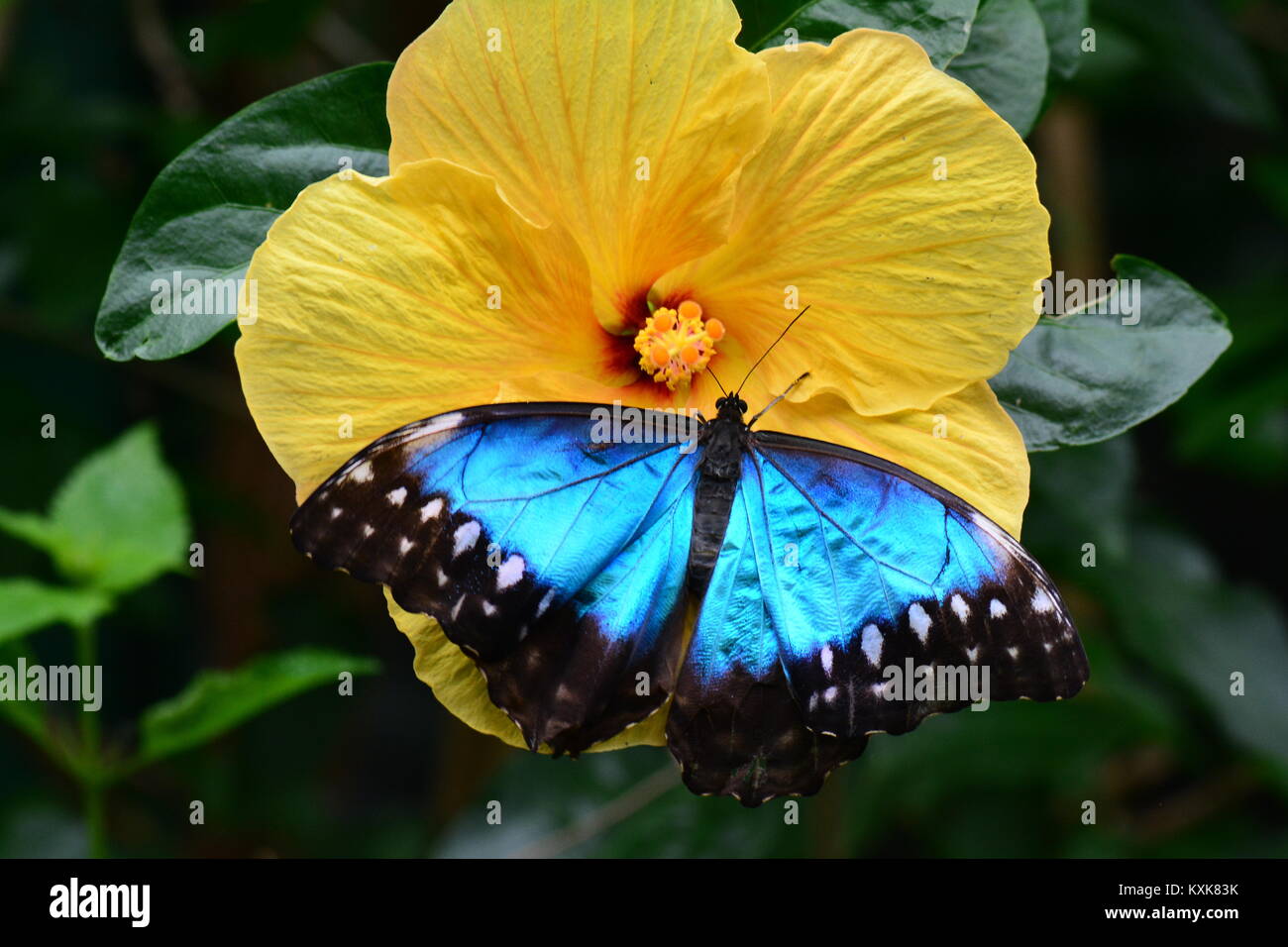 Blue Morpho Butterfly On Flower