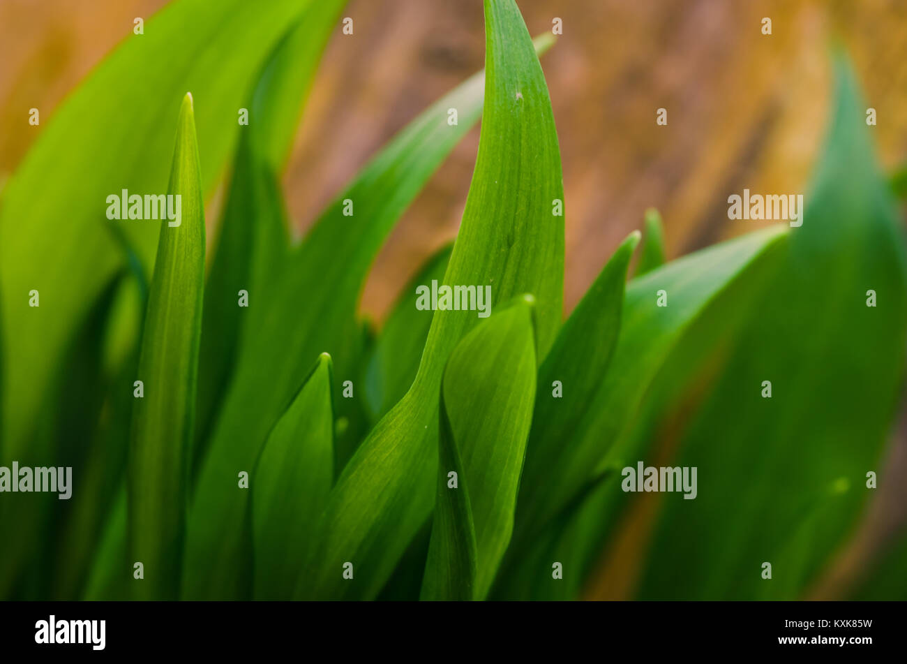 green wild garlic leaves detail Stock Photo - Alamy