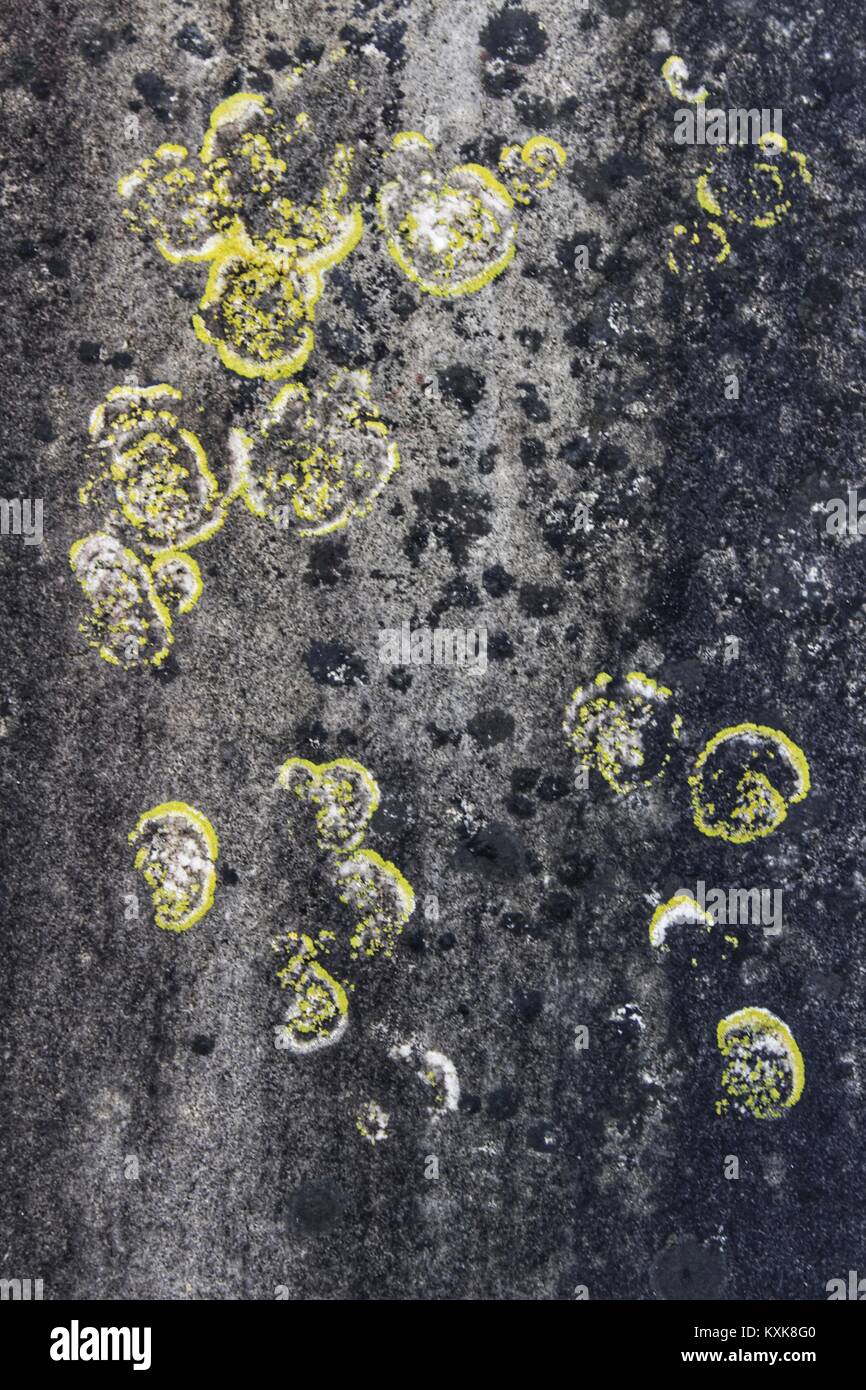 Colorful texture of dry moss on gray stone Stock Photo - Alamy