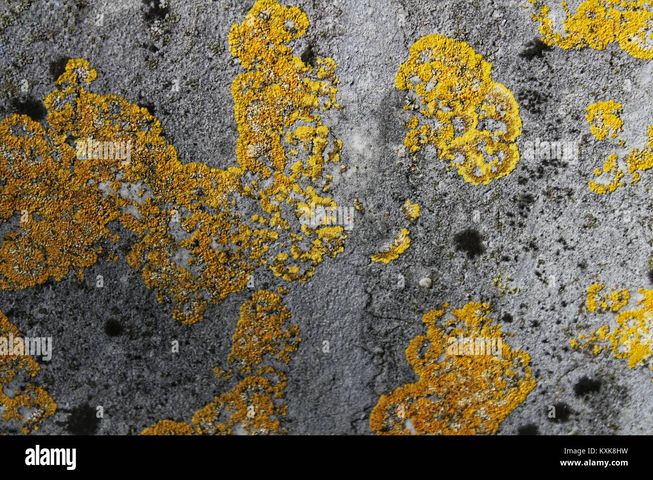 Colorful texture of dry moss on gray stone Stock Photo - Alamy