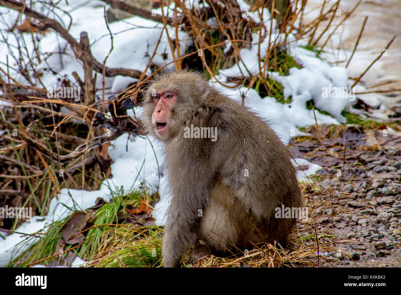 A Japanese Macaque, or Snow Monkey, sits along a mountain path in ...