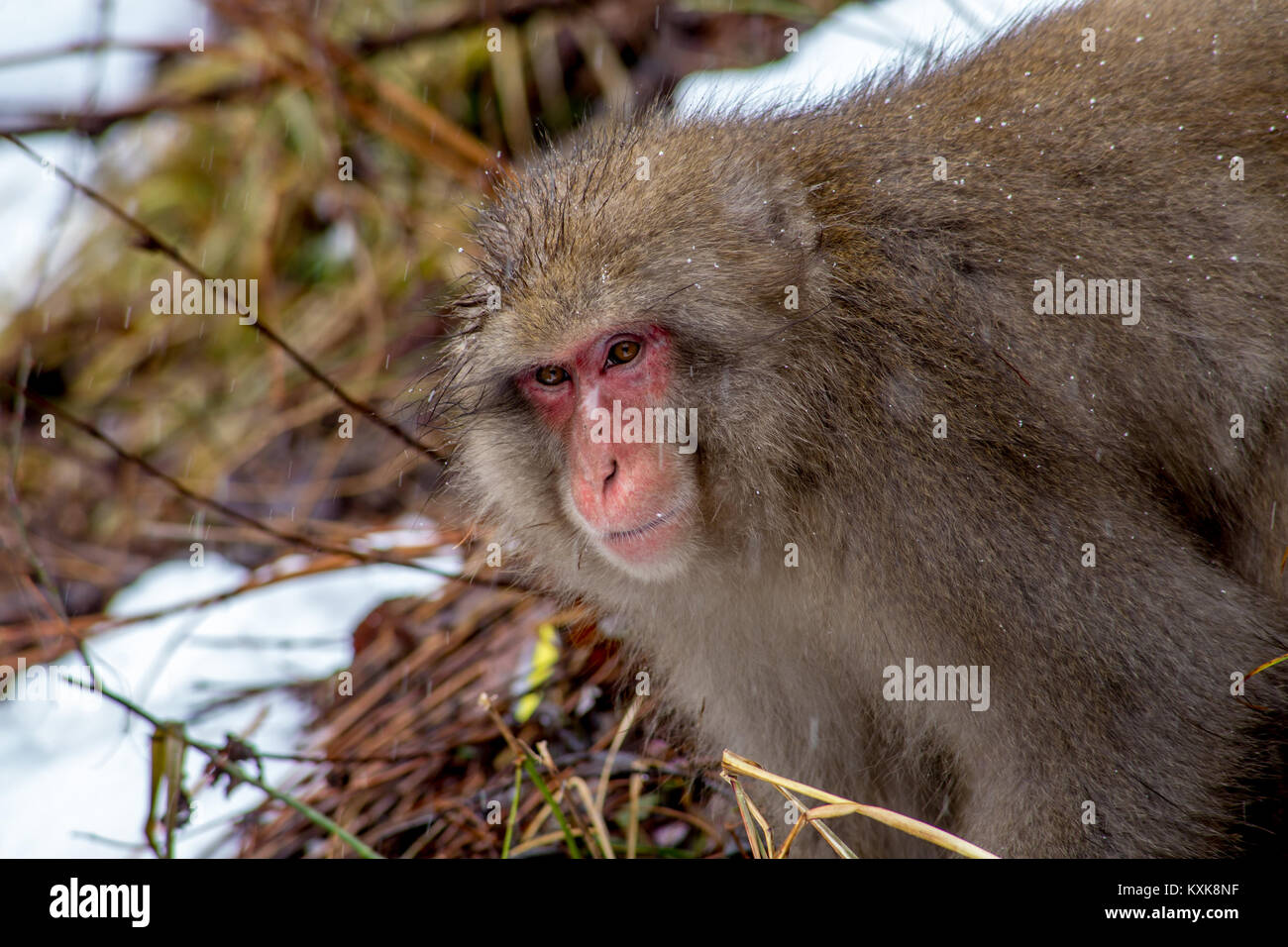 A Japanese Macaque, or Snow Monkey, sits along a mountain path in ...
