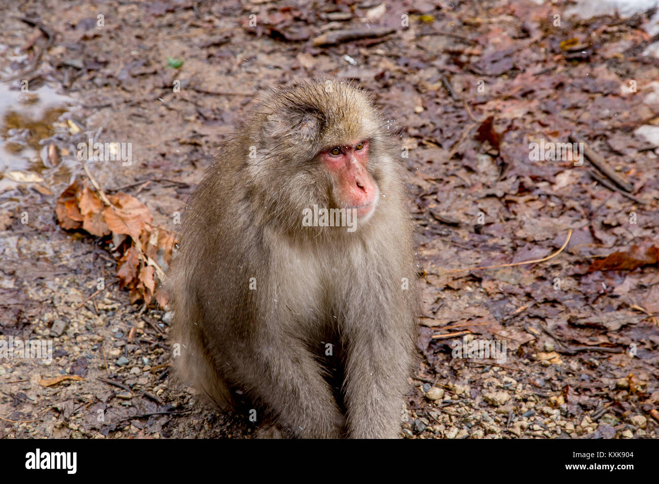A Japanese Macaque, or Snow Monkey, sits along a mountain path in ...