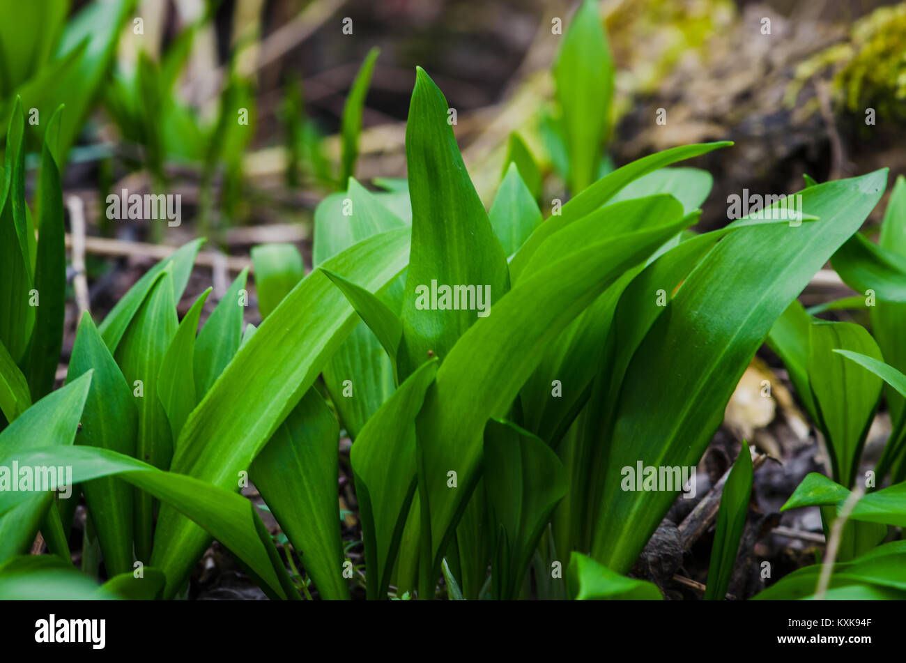 green wild garlic leaves detail Stock Photo - Alamy