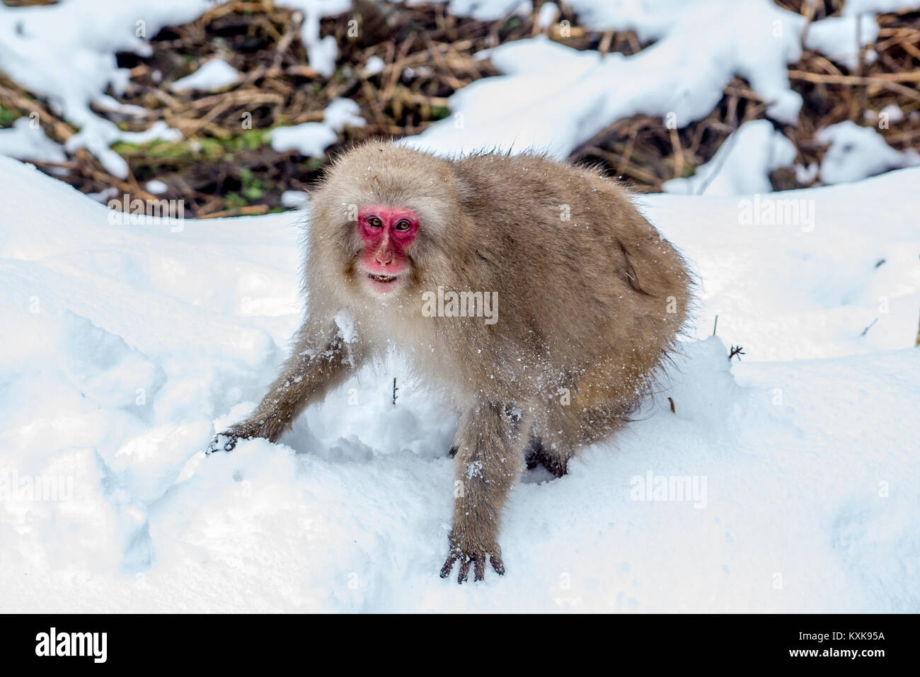 An older Japanese Macaque, or snow monkey, snarls at another monkey ...