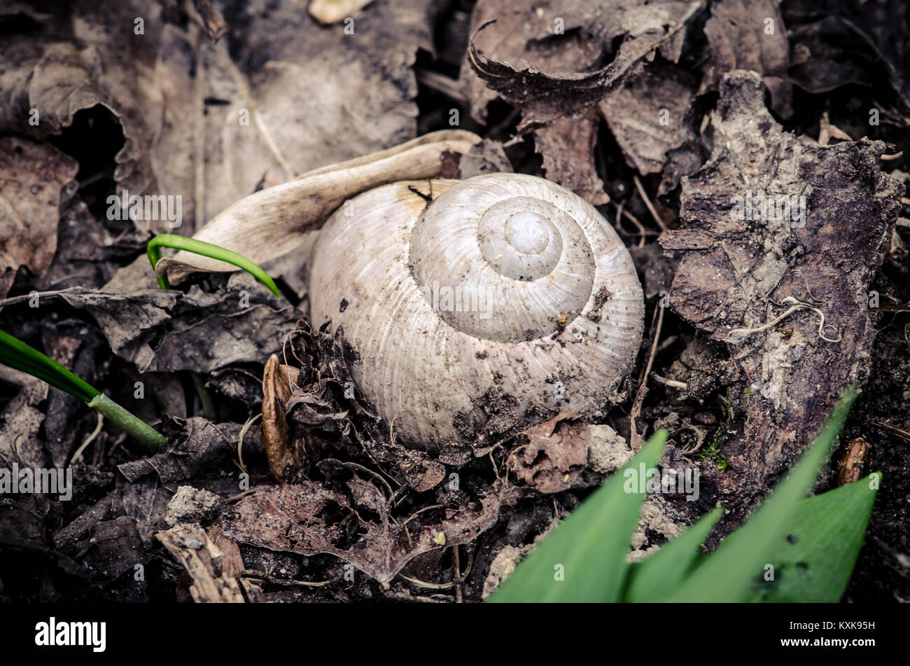 snail shell in the soil Stock Photo - Alamy