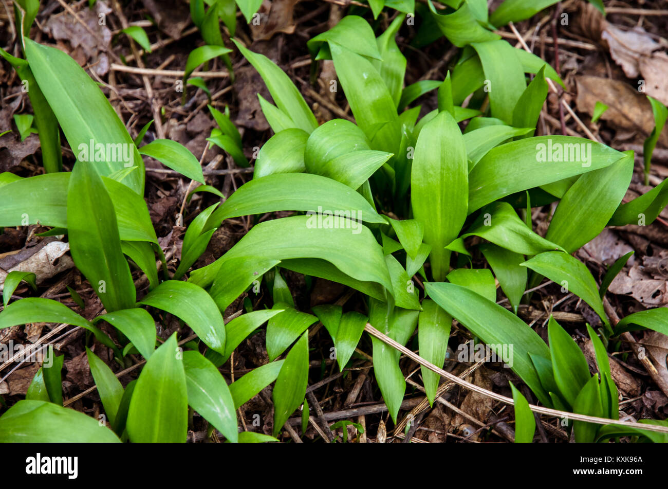 green wild garlic leaves detail Stock Photo - Alamy