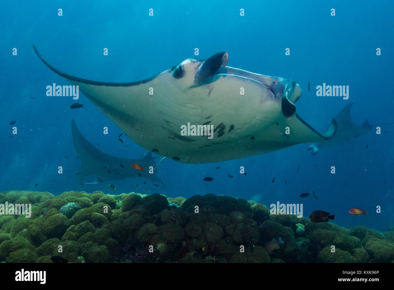 Underwater, Maldives, manta ray, marine life Stock Photo - Alamy
