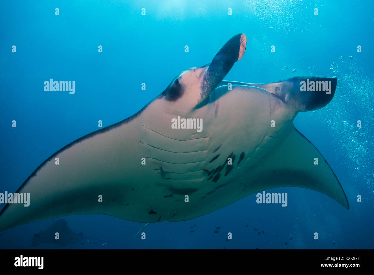 Underwater, Maldives, manta ray, marine life Stock Photo - Alamy