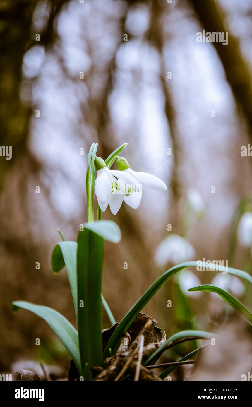 White snowdrop flowers hi-res stock photography and images - Alamy
