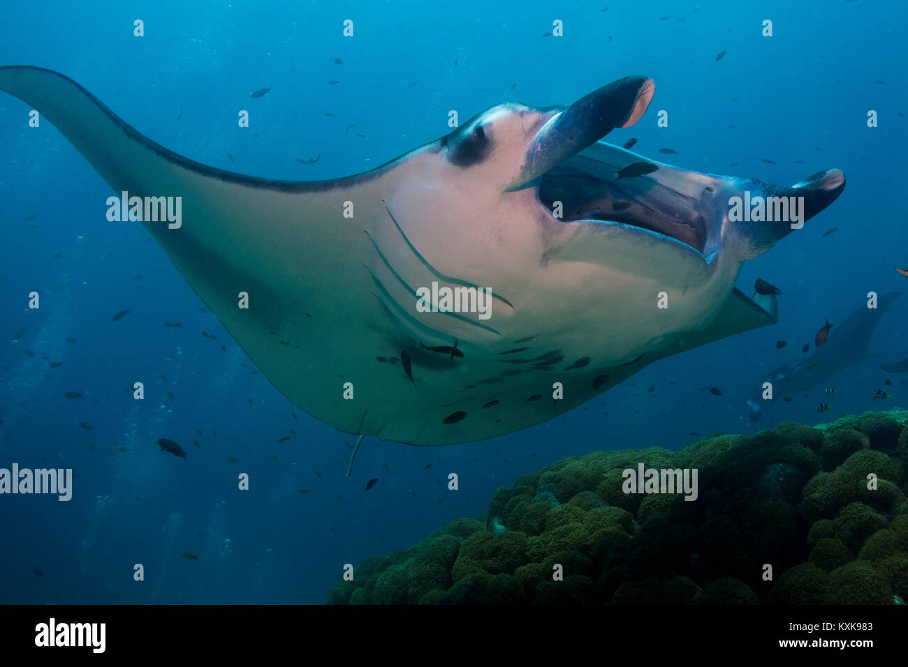 Underwater, Maldives, manta ray, marine life Stock Photo - Alamy