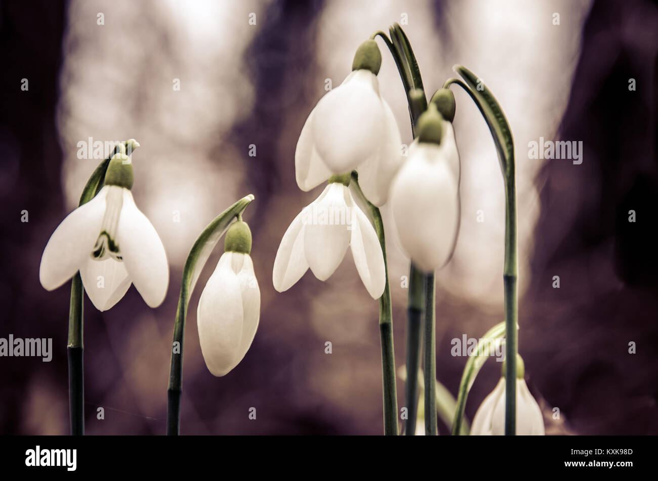 beautiful white snowdrop flowers Stock Photo - Alamy