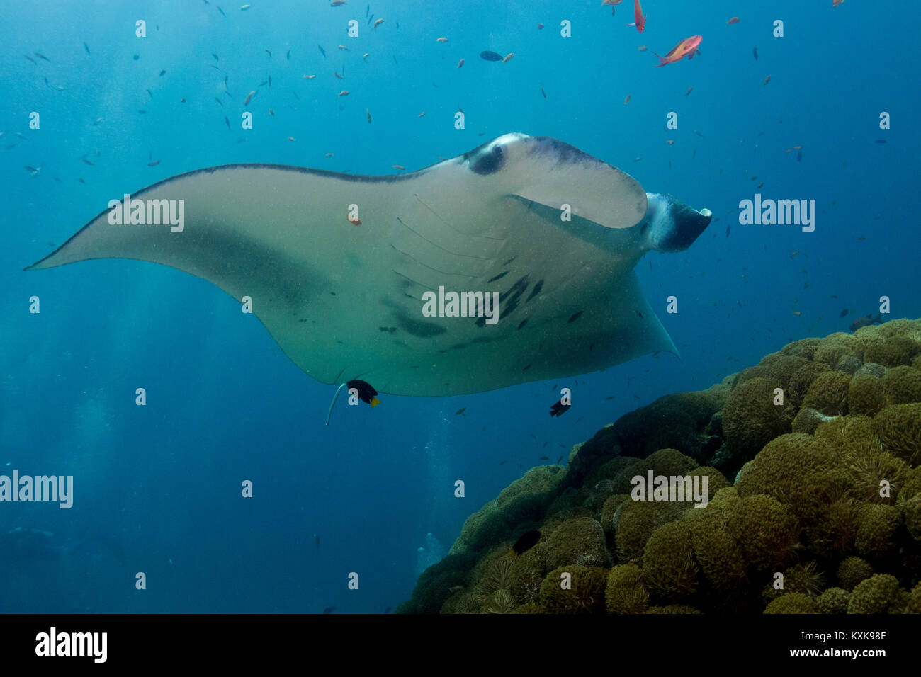 Underwater, Maldives, manta ray, marine life Stock Photo - Alamy