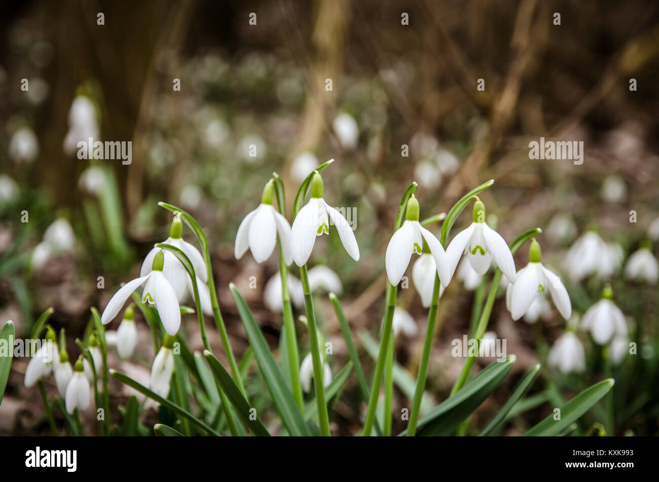 group of beautiful white snowdrop flowers Stock Photo - Alamy
