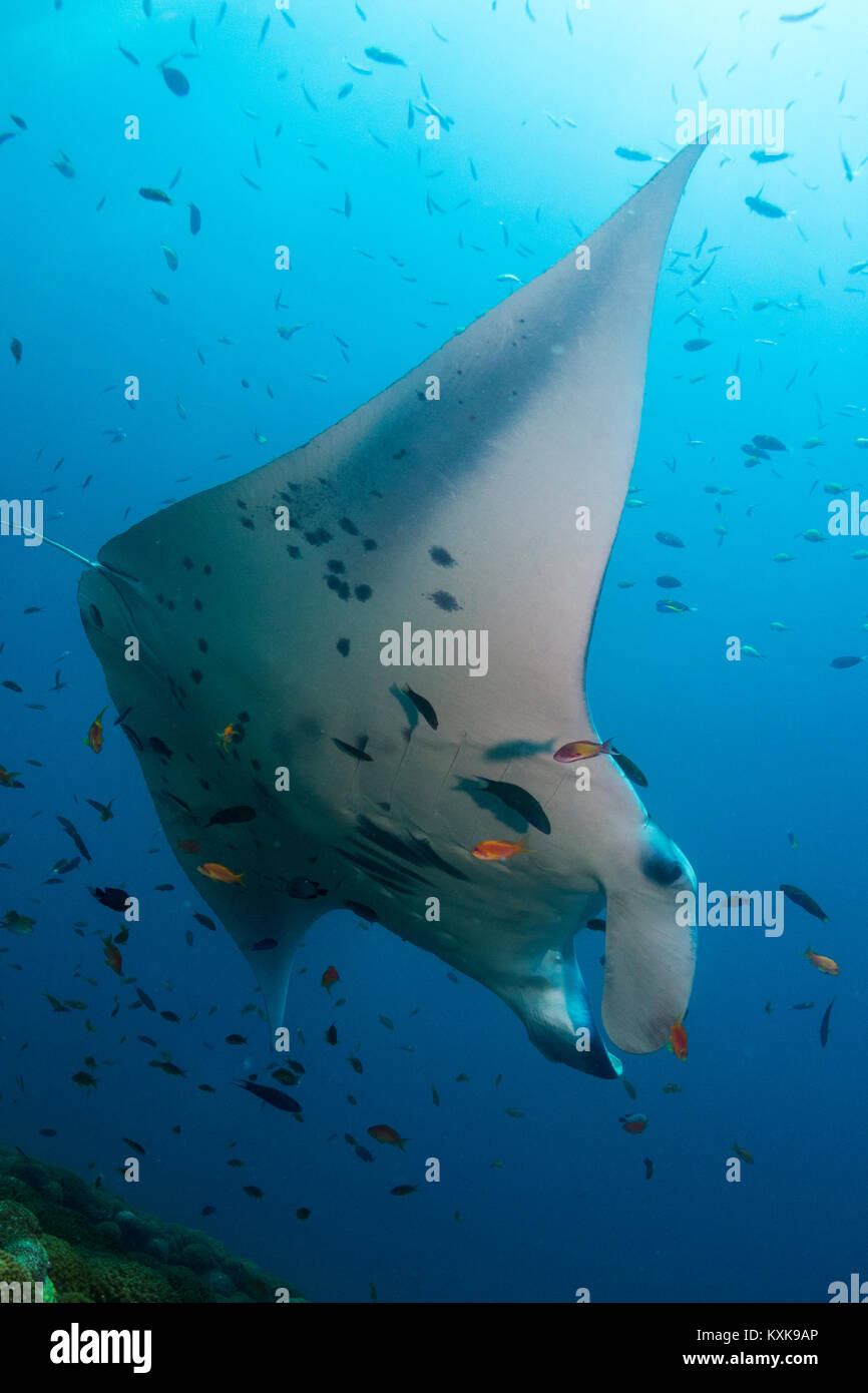 Underwater, Maldives, manta ray, marine life Stock Photo - Alamy