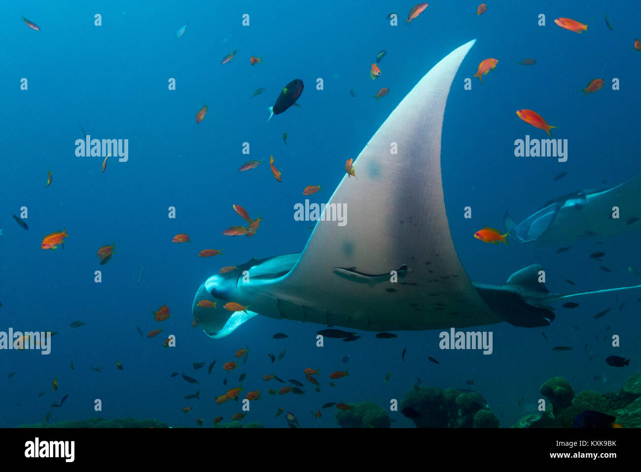 Underwater, Maldives, manta ray, marine life Stock Photo - Alamy