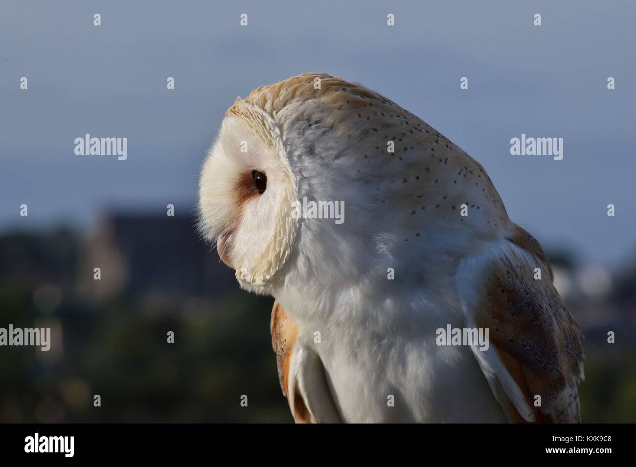 Side of owl face hi-res stock photography and images - Alamy