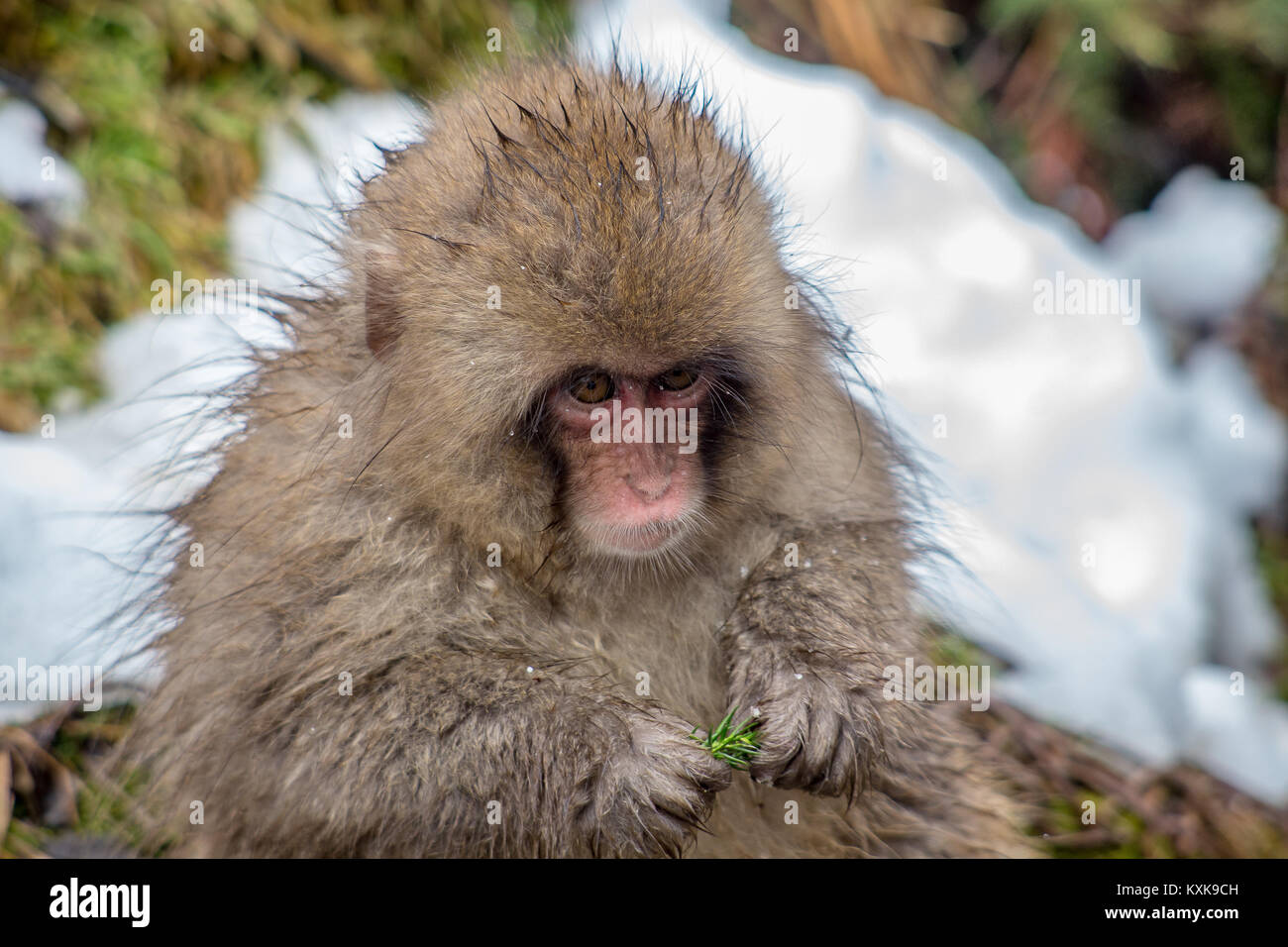 Japanese macaque food hi-res stock photography and images - Alamy