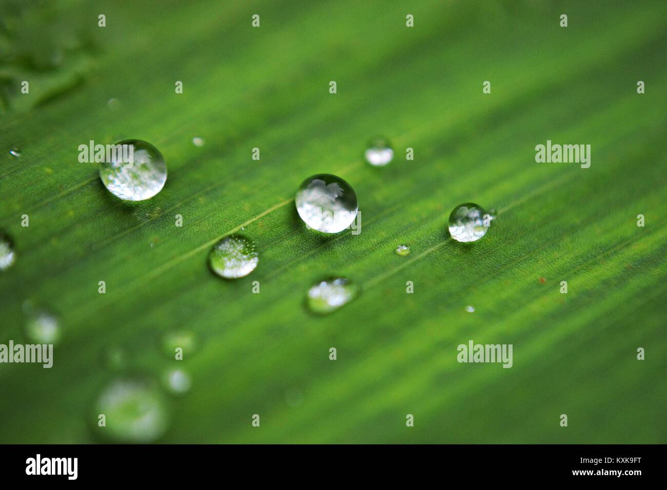 Little rainy drops at green leaf/ closeup and macro photography Stock ...