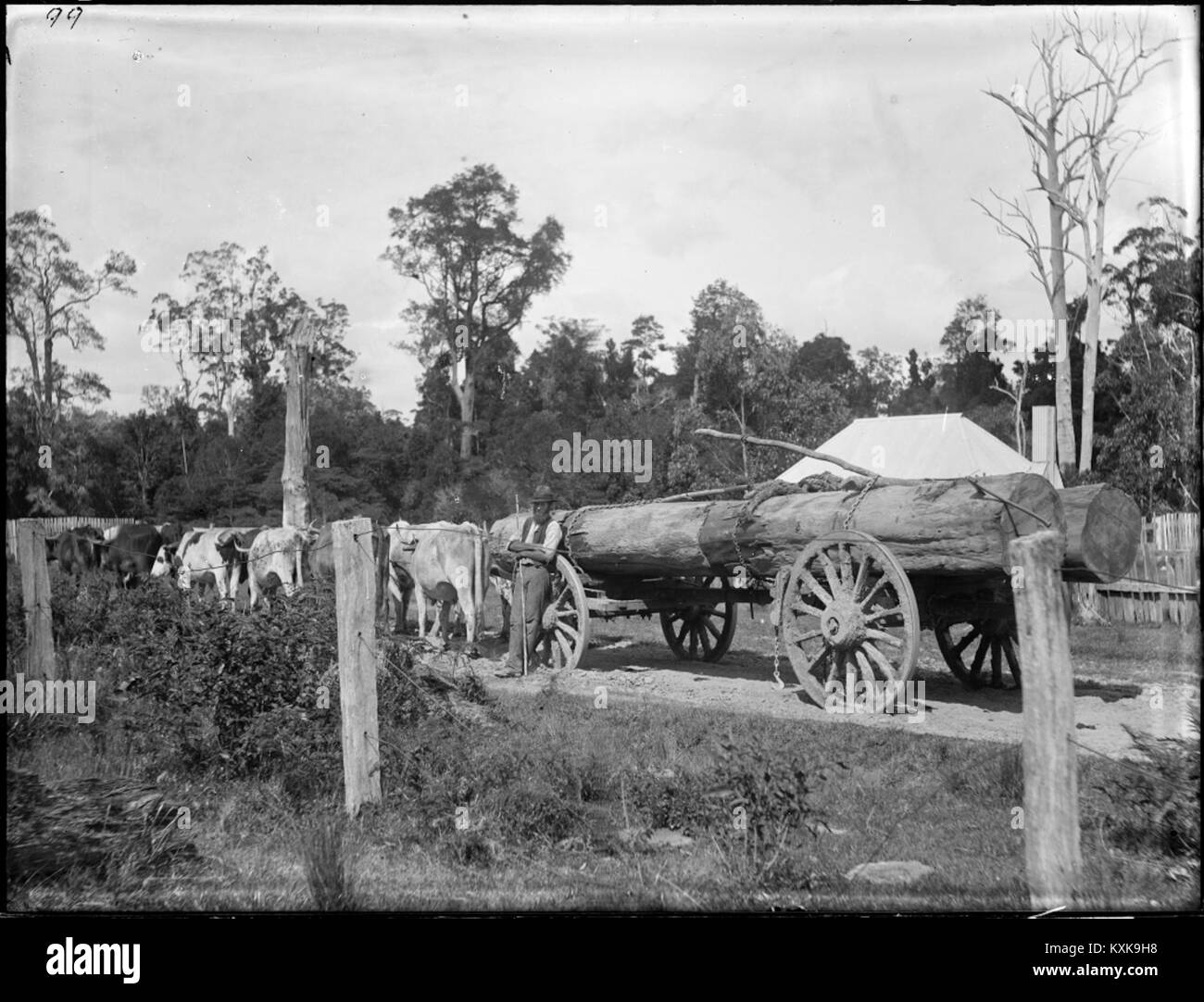 Photograph showing an ox-drawn timber jinker with a man transporting ...