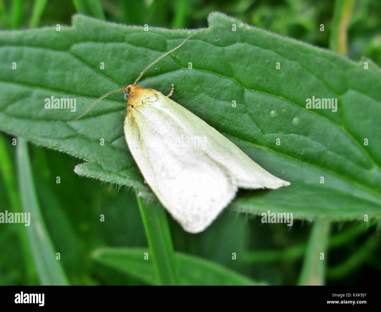 Aphelia Paleana High Resolution Stock Photography and Images - Alamy