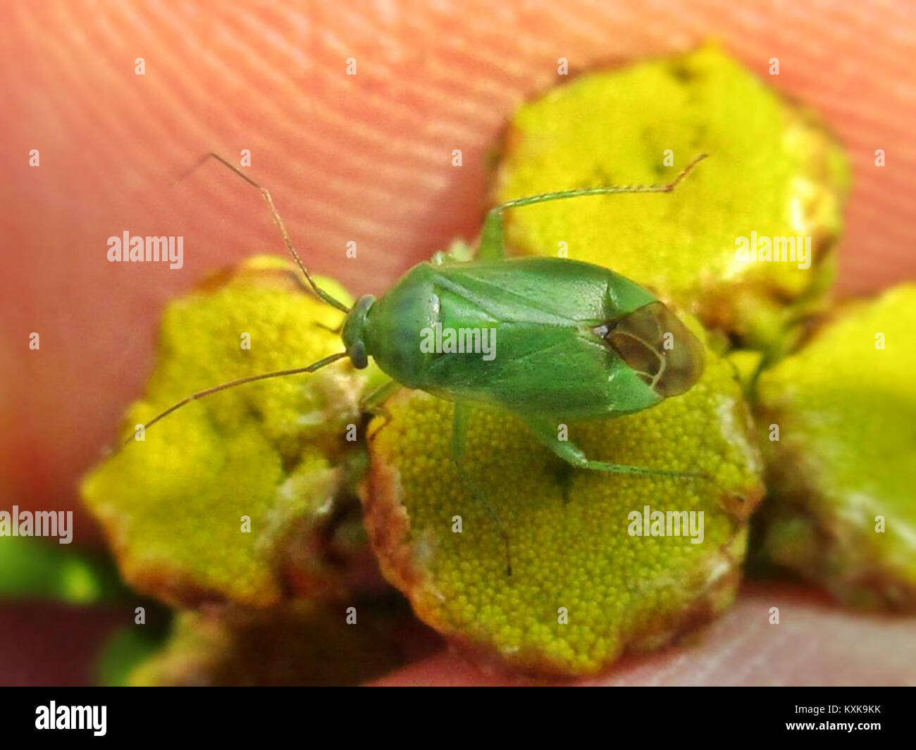 Specific family of insects hi-res stock photography and images - Alamy