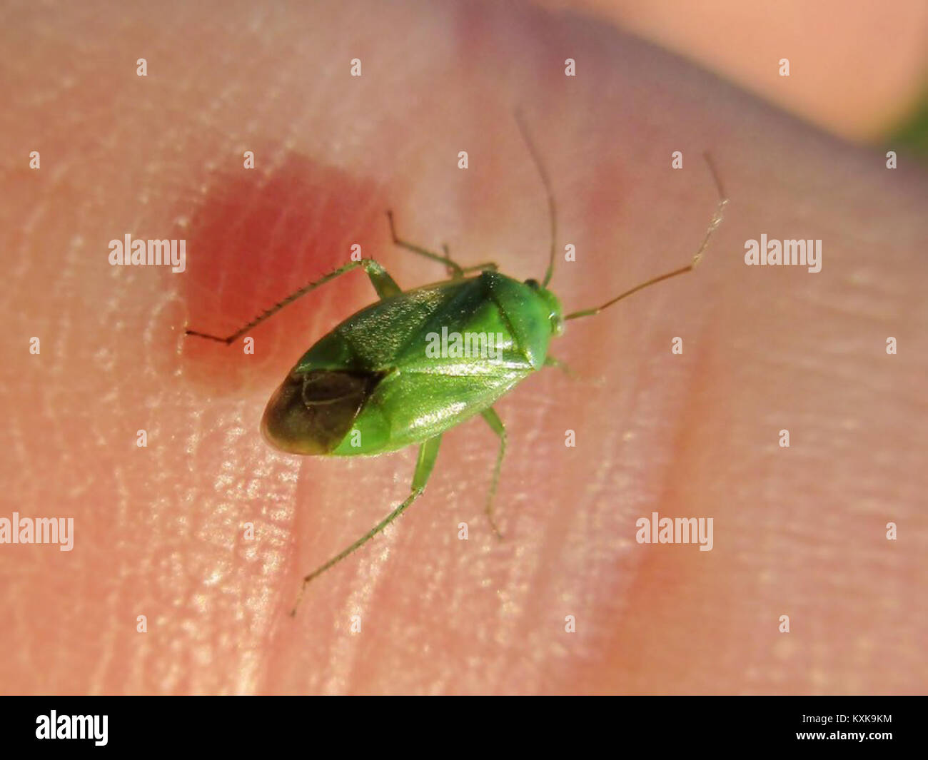 Apolygus lucorum (Miridae sp.), Lentse Waard, the Netherlands - 3 Stock ...