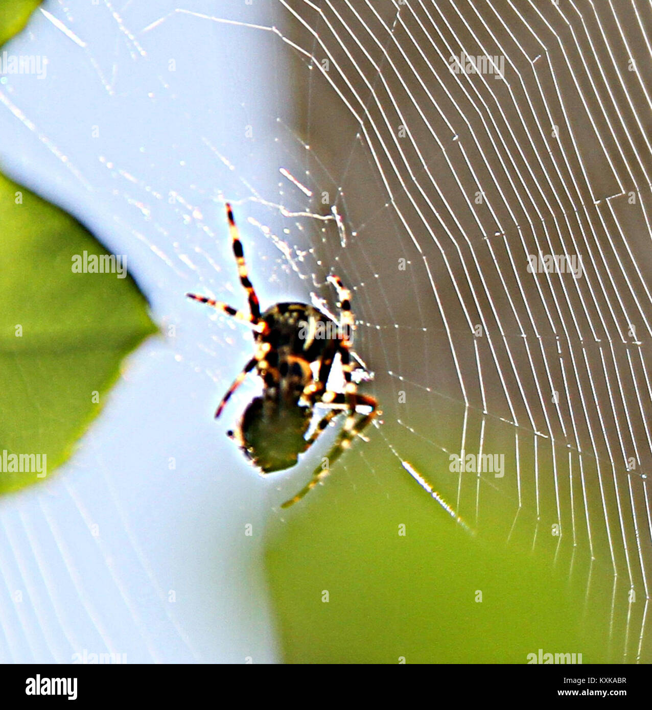 Exoskeleton spider hi-res stock photography and images - Alamy