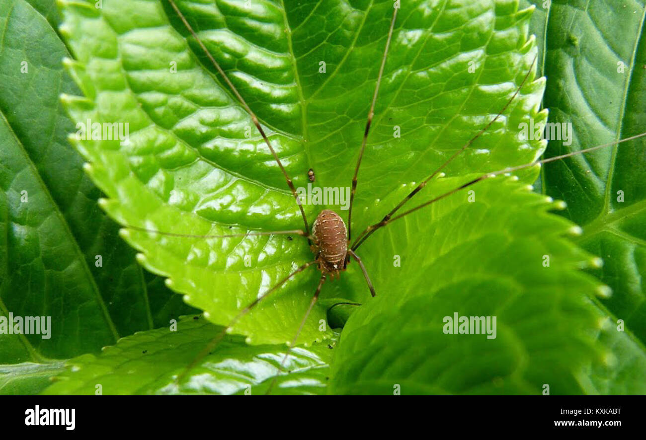 This image depicts a spider on a leaf, showing the creature’s natural ...