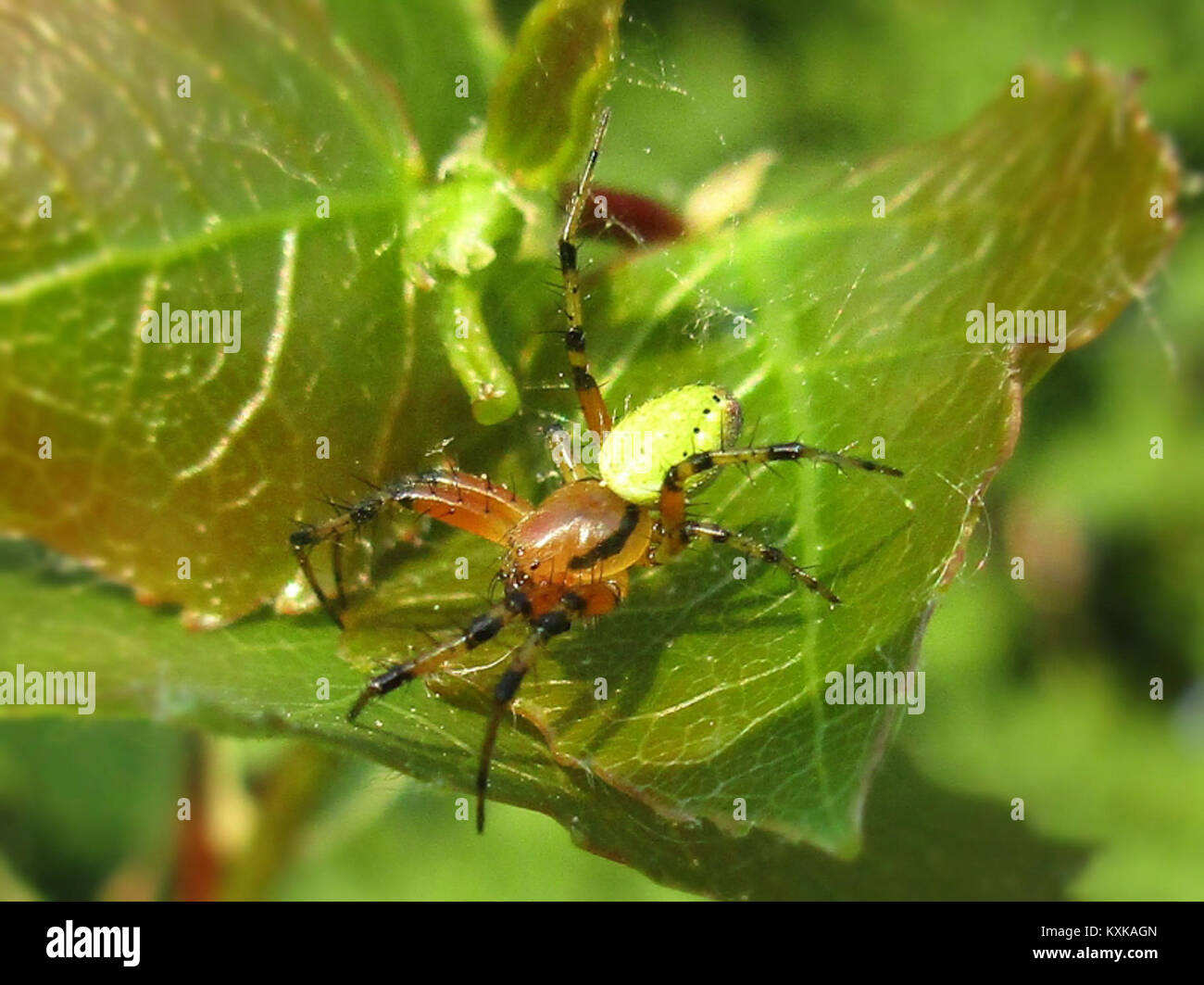 Spider araniella cucurbitina araneidae hi-res stock photography and ...