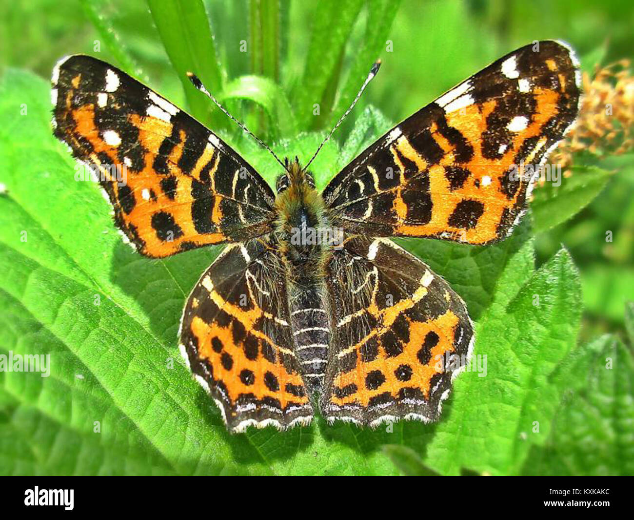 A photograph of the butterfly species Araschnia levana, belonging to ...