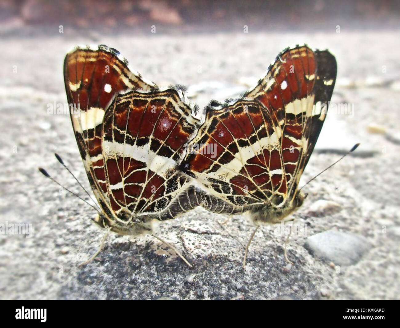 Araschnia levana, a butterfly species from the Nymphalidae family, was ...