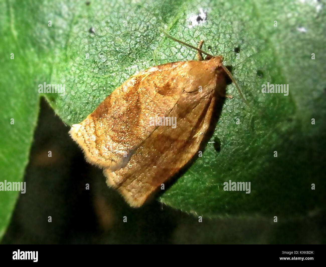 Tortricidae hi-res stock photography and images - Alamy