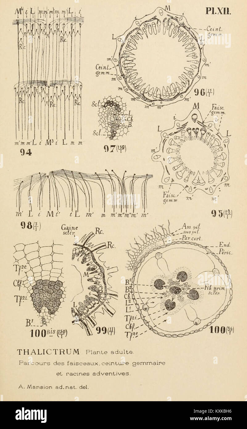 Volume from the Botanical Institute of the University of Liège ...